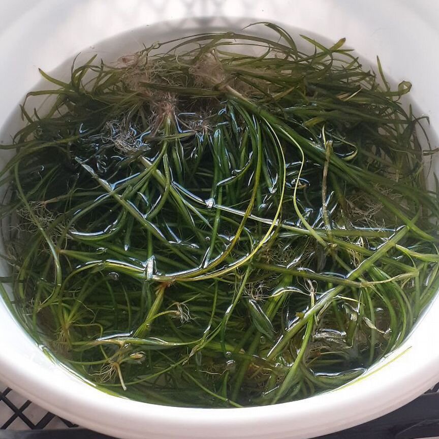 Аквариумные растения прополка