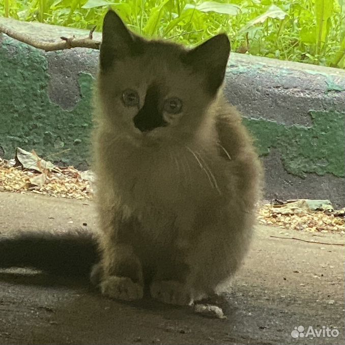 Спасите 6 кото-душ