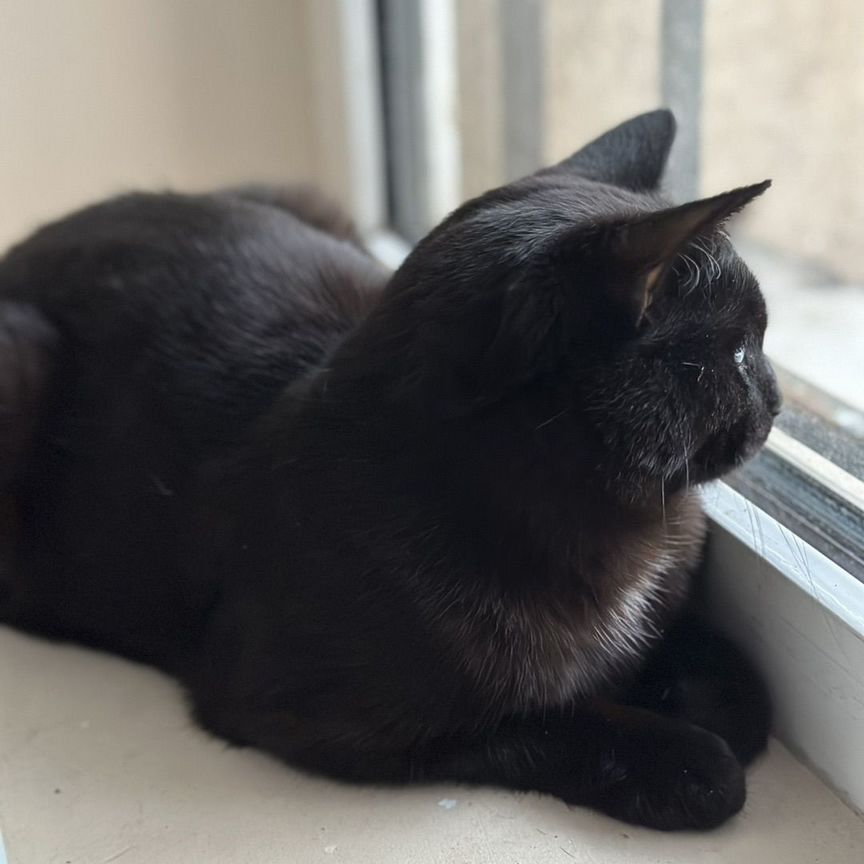 Кот