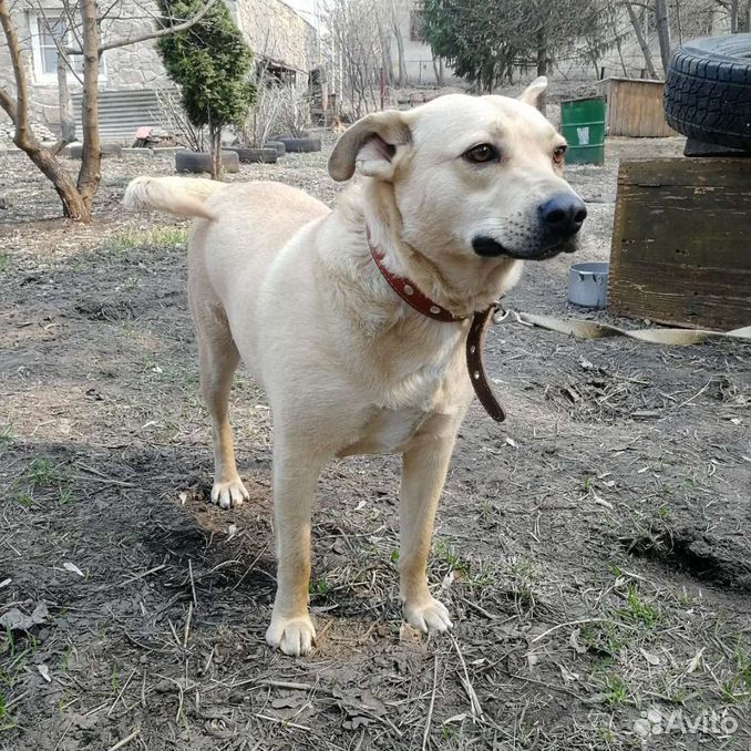 Отдам небольшую собаку