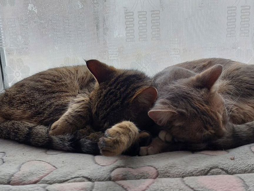 Отдам котят в добрые руки