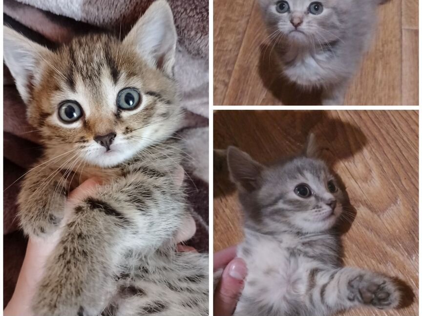 Кошечки