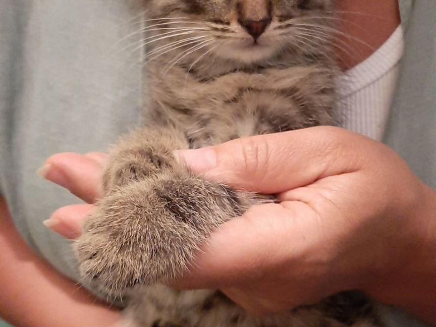 Котята в добрые руки
