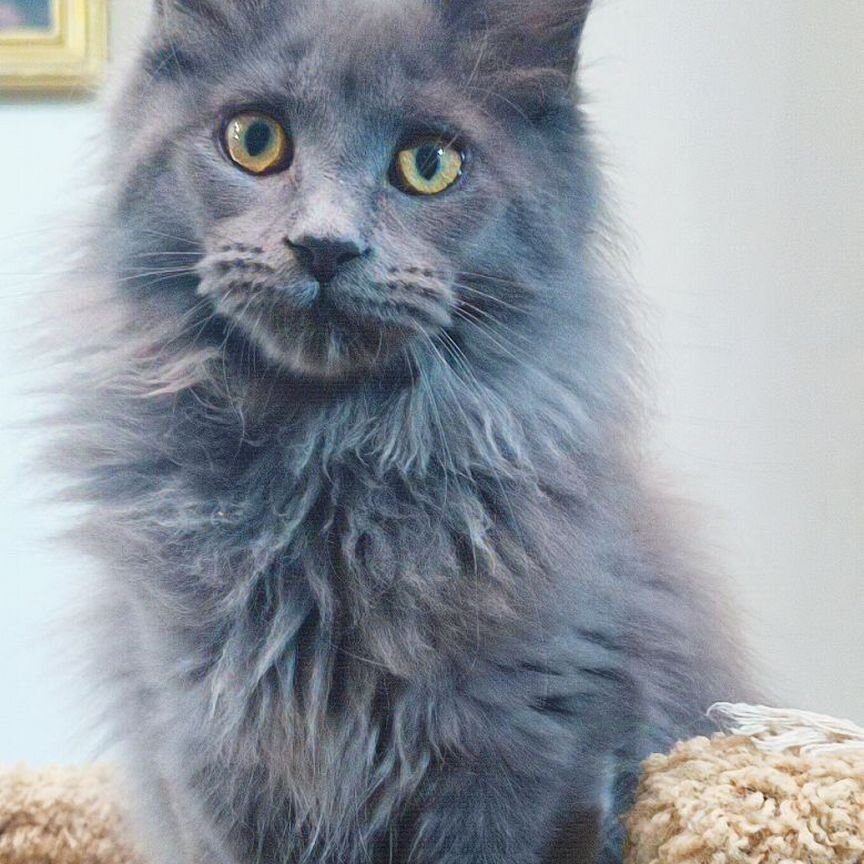 Котик голубой дым 3 мес