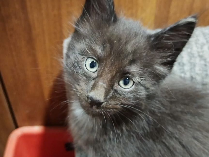 Котята добрые руки бесплатно от Мейкуна мамы