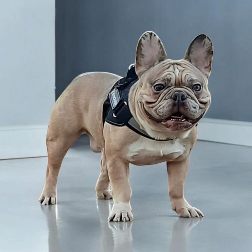 Французский бульдог вязка