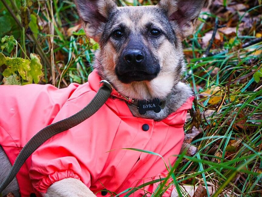 Самбука. Умная, смелая и ласковая. Ищет дом