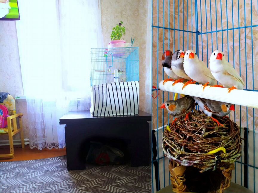 Певчие птицы амадины