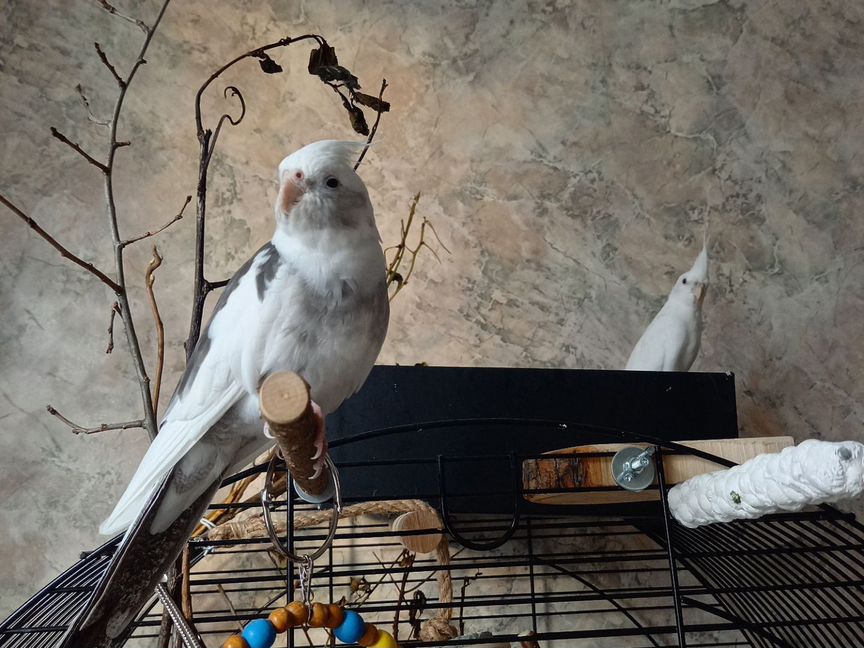 Попугаи кореллы