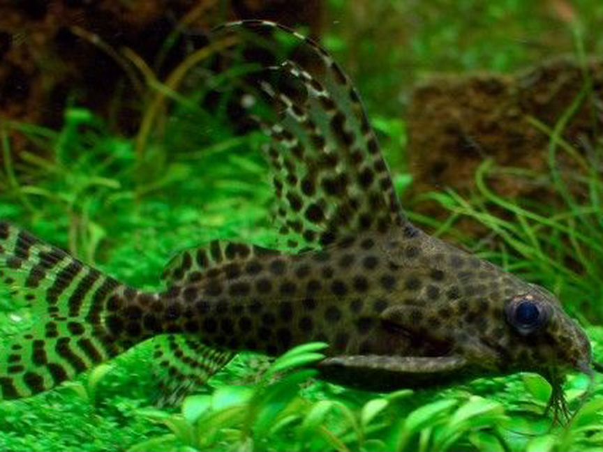 Сомик Синодонтис Вуалевый (Synodontis Eupterus)