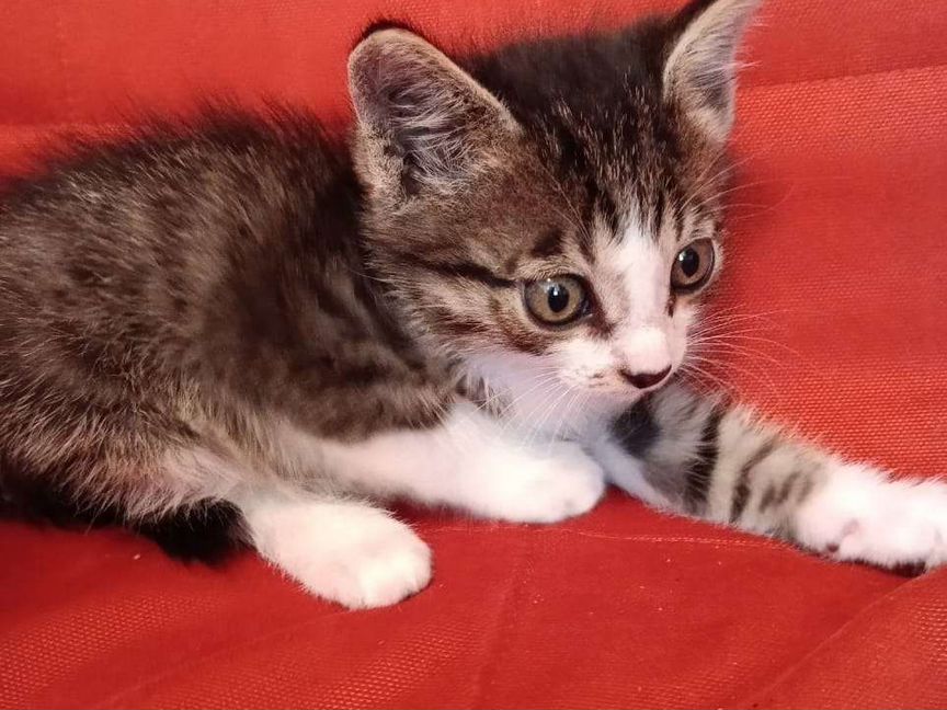 Катята, лечебные, крысаловы