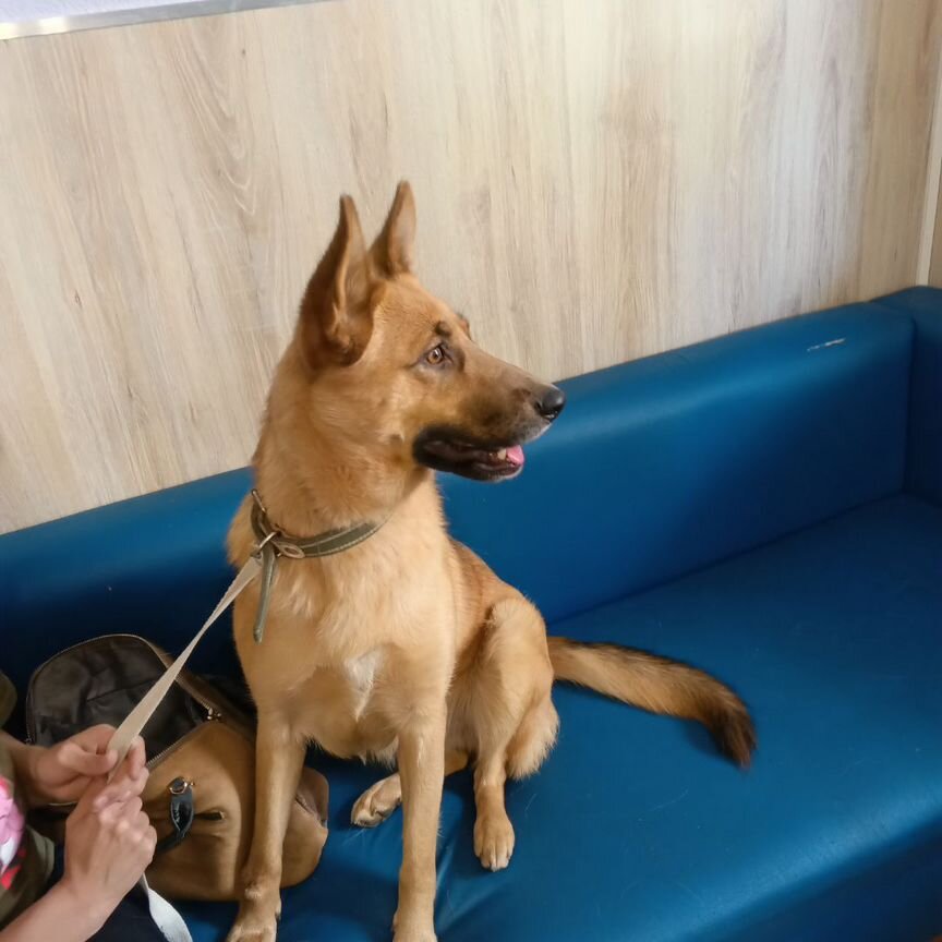 Собака в добрые руки