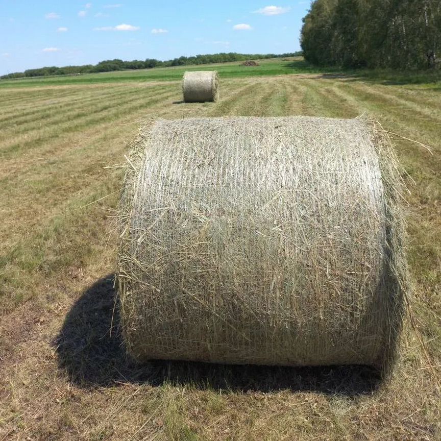 Сено в рулонах