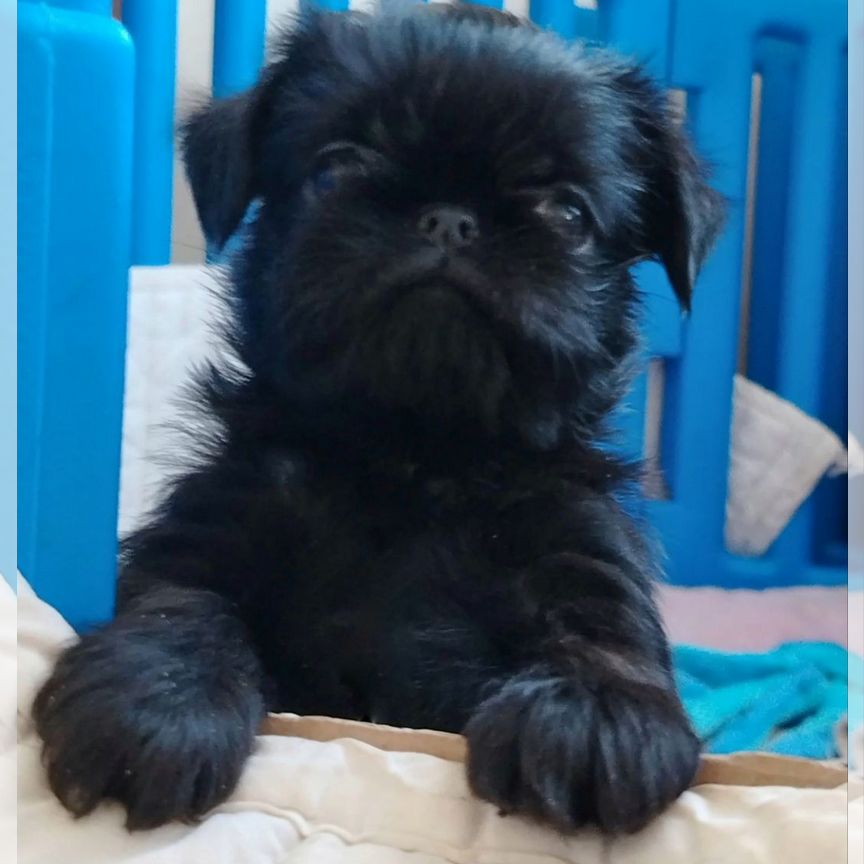 Бельгийский гриффон, щенок