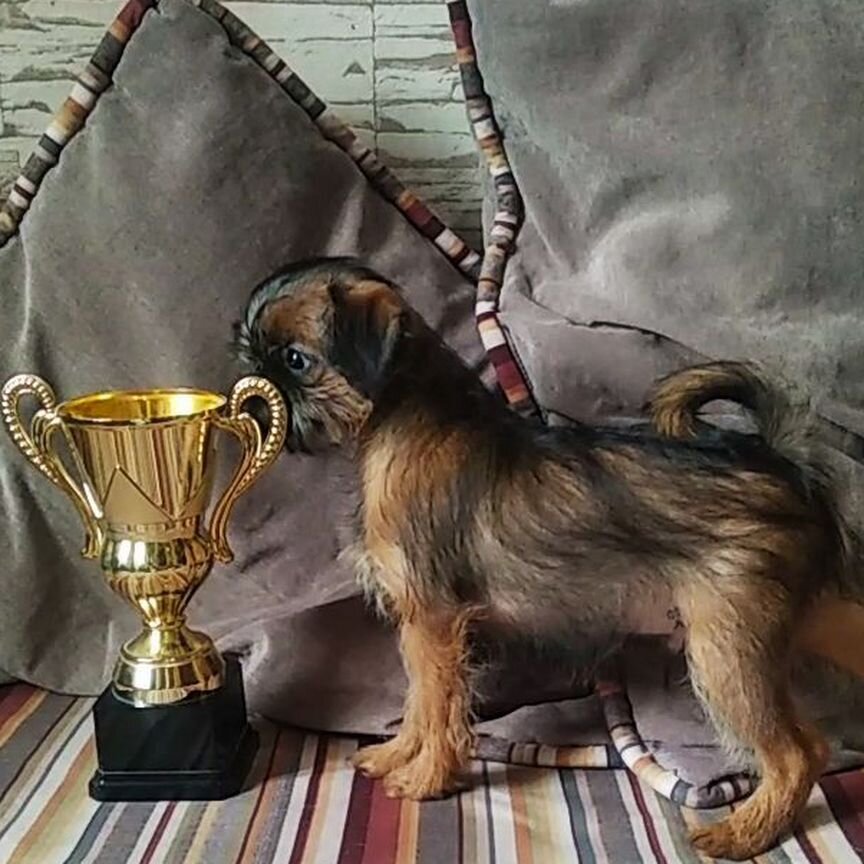 Брюссельский Гриффон рыжый