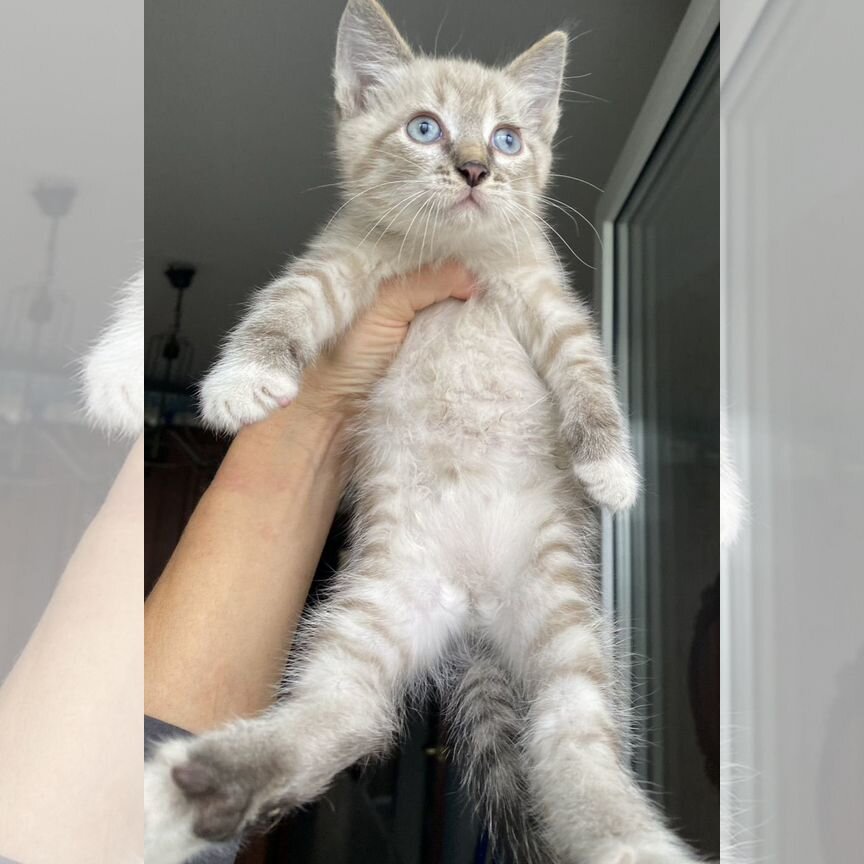 Тайский котенок. Мальчик 2 мес
