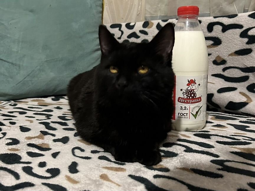 Котята черные, кот и кошка