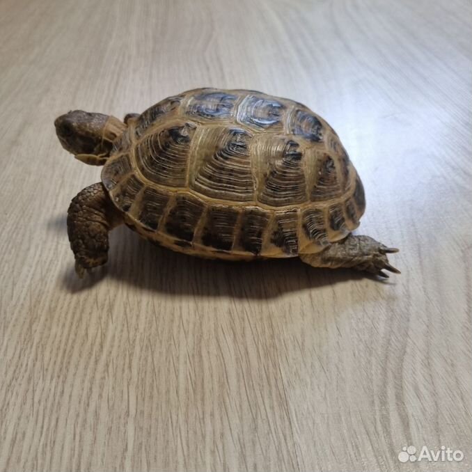Сухопутная черепашка самка 7 лет 12 см в длину