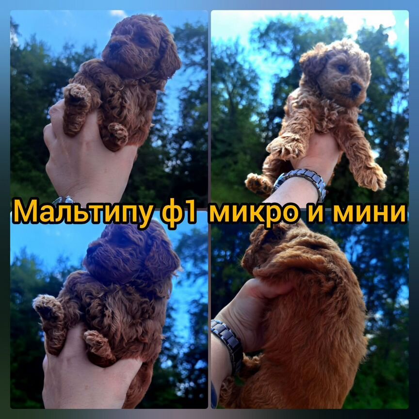Мальтипу тикап тедди мишки