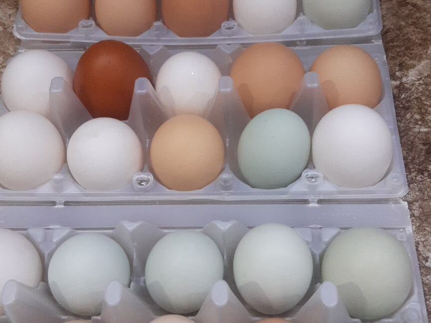 Инкубационное яйцо и цыплята от породных кур