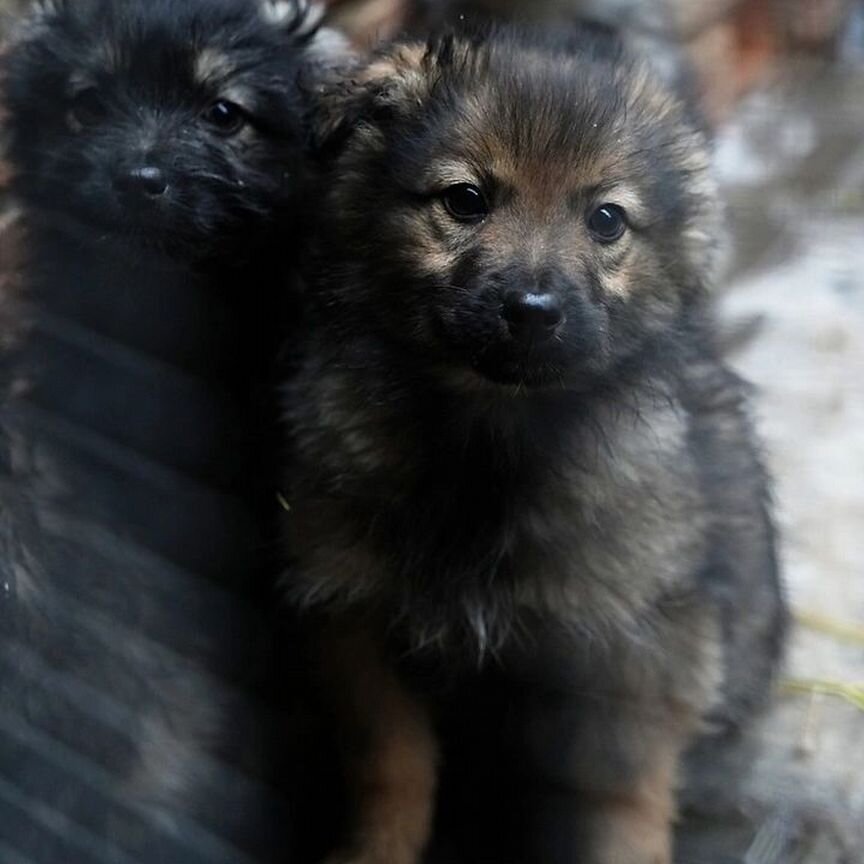 Щенки непородистые в добрые руки. Девочки