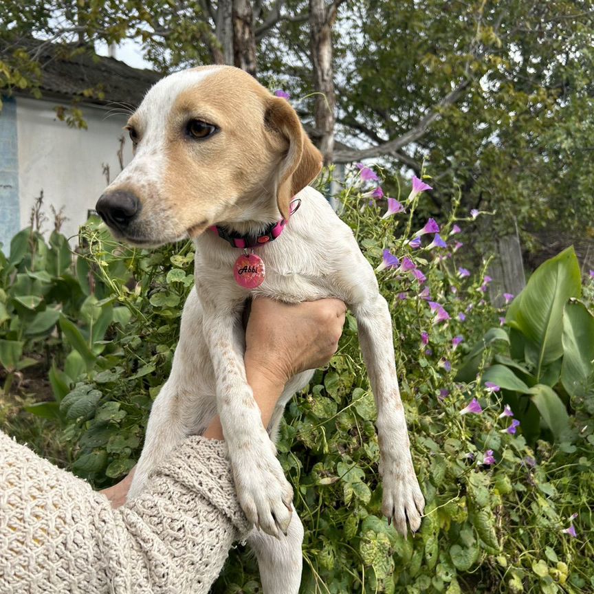 Щенок бретонский эпаньоль бесплатно