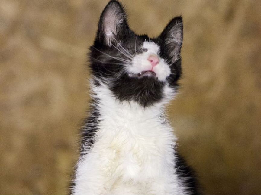 Котенок Стиви в добрые руки