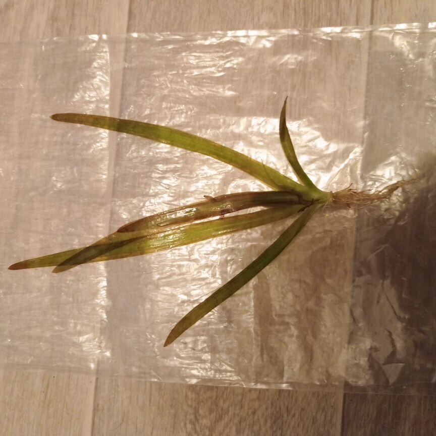 Аквариумныое растения валлиснерия живое