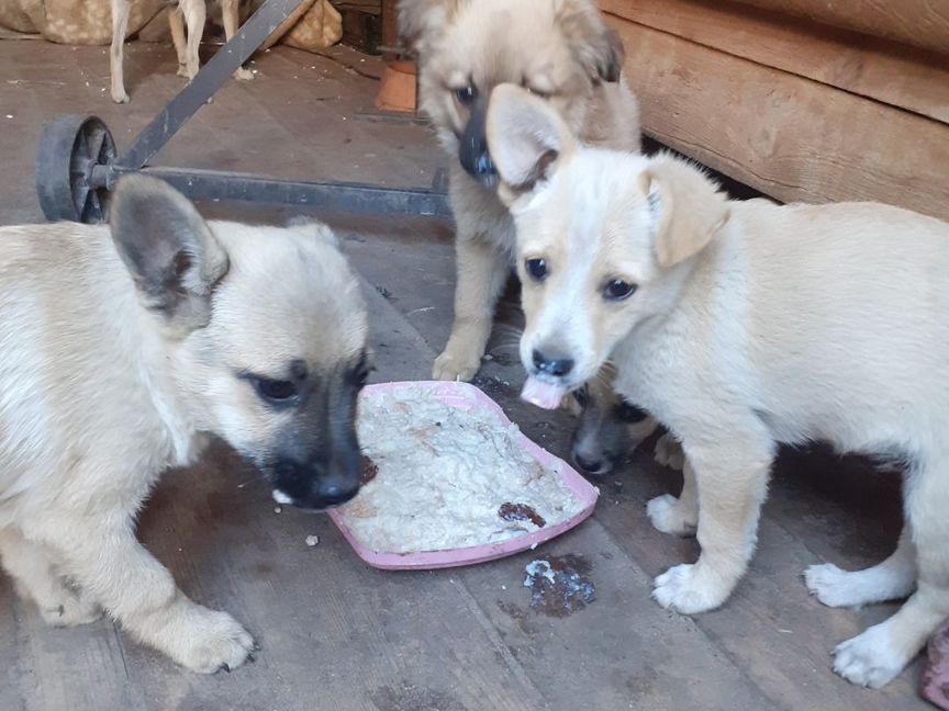 Щенки очень мелкой породы