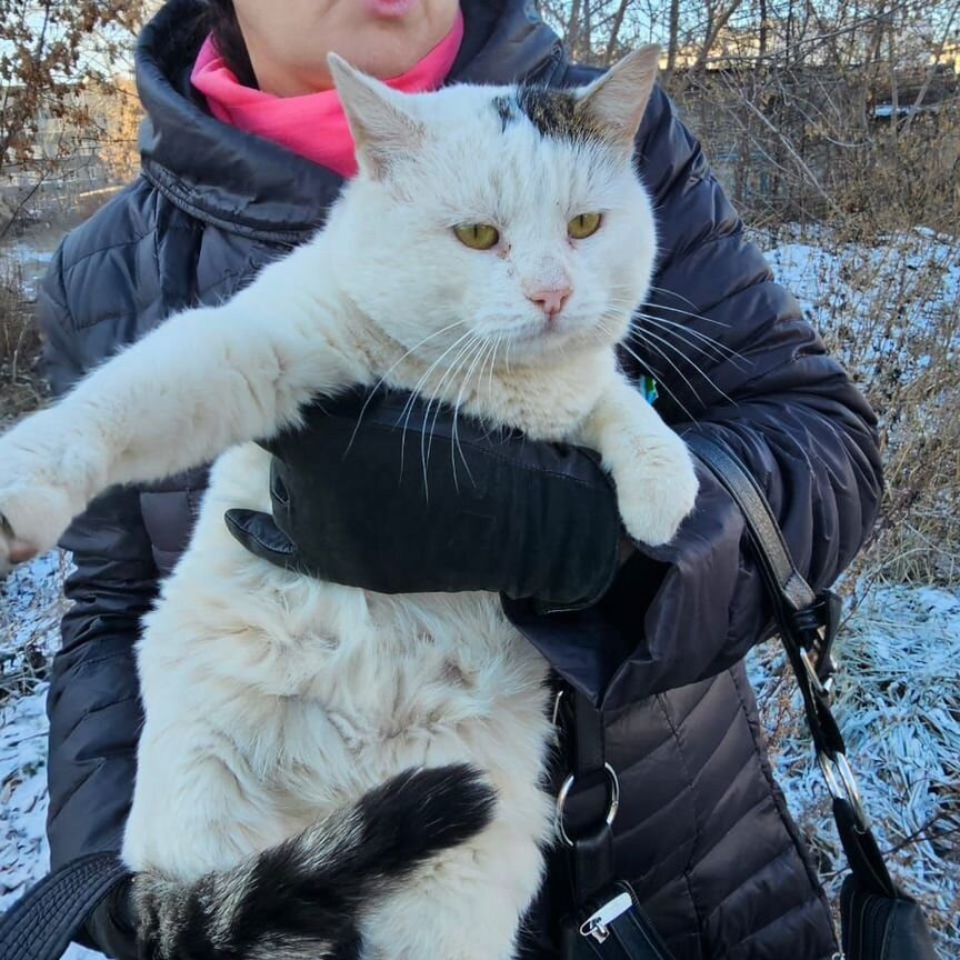 Особенный котик Барон