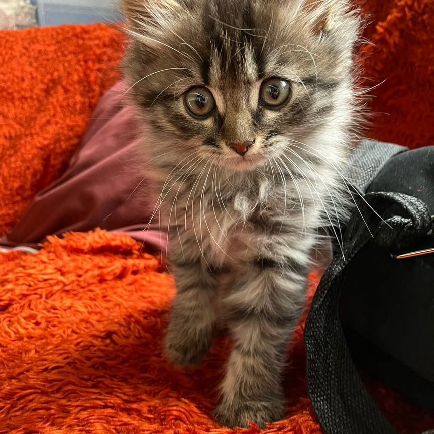 Спасённая малышка в поисках семьи