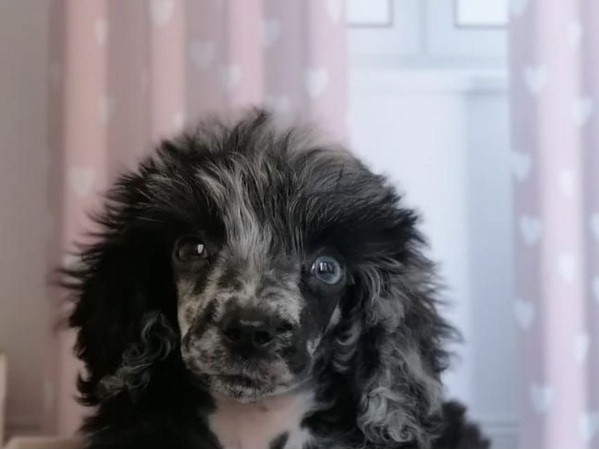 Миниатюрная девушка Миледи