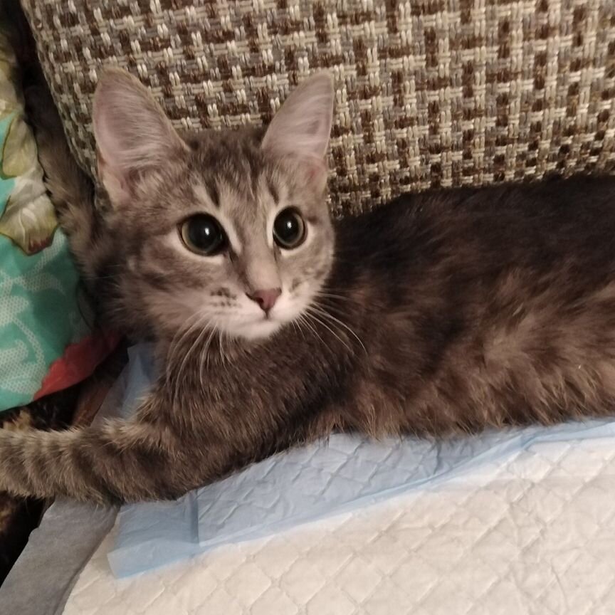 Котёнок в добрые руки