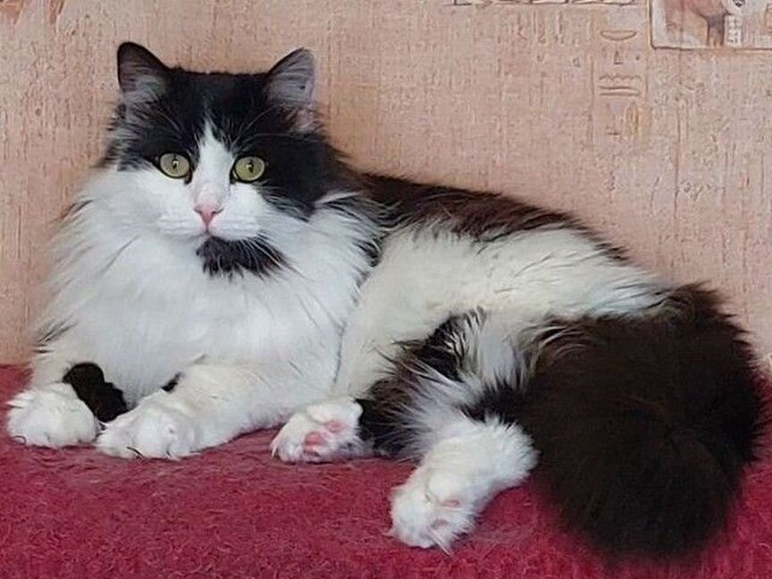 Кошка ищет хозяина