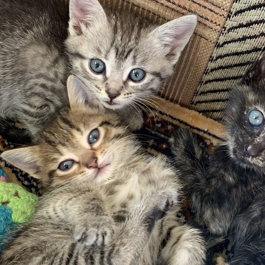 Котята в добрые руки