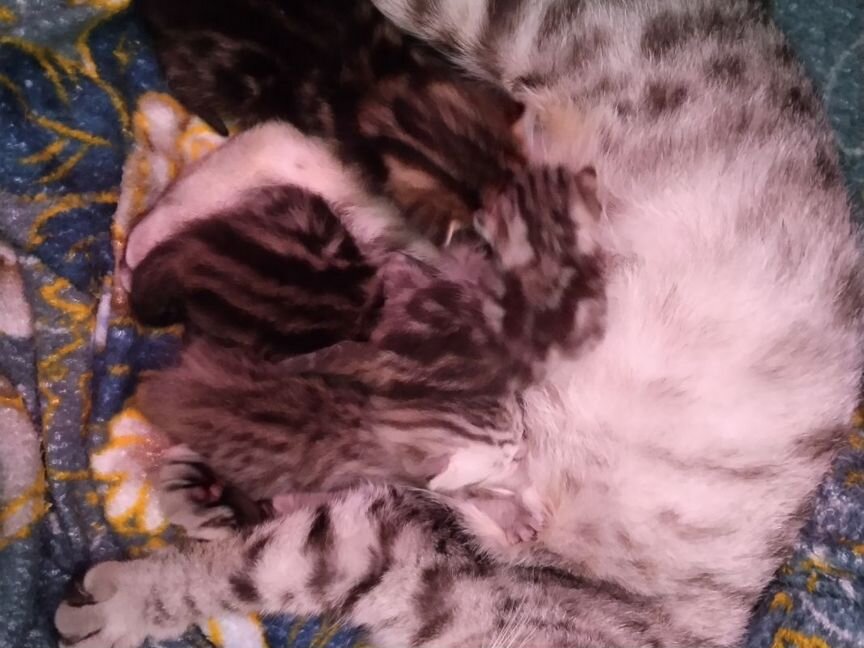 Шотландские котята