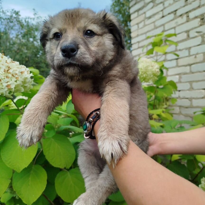 Плюшевая лапка ищет дом