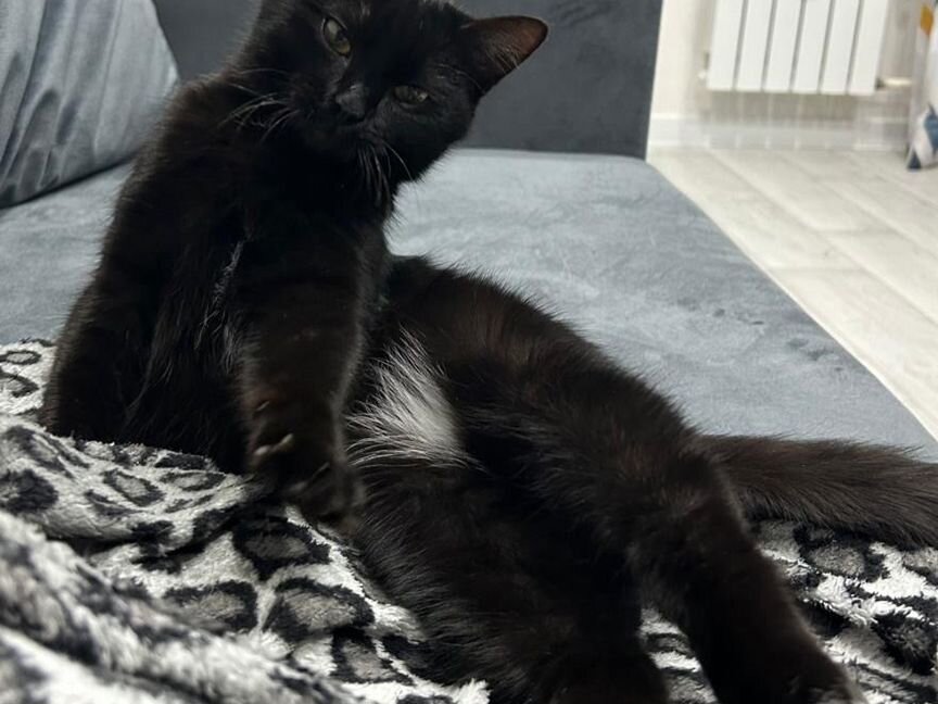 Кошка