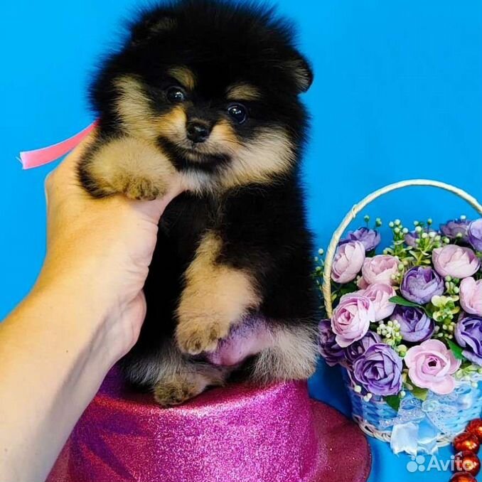 Миниатюрная принцесса шпиц