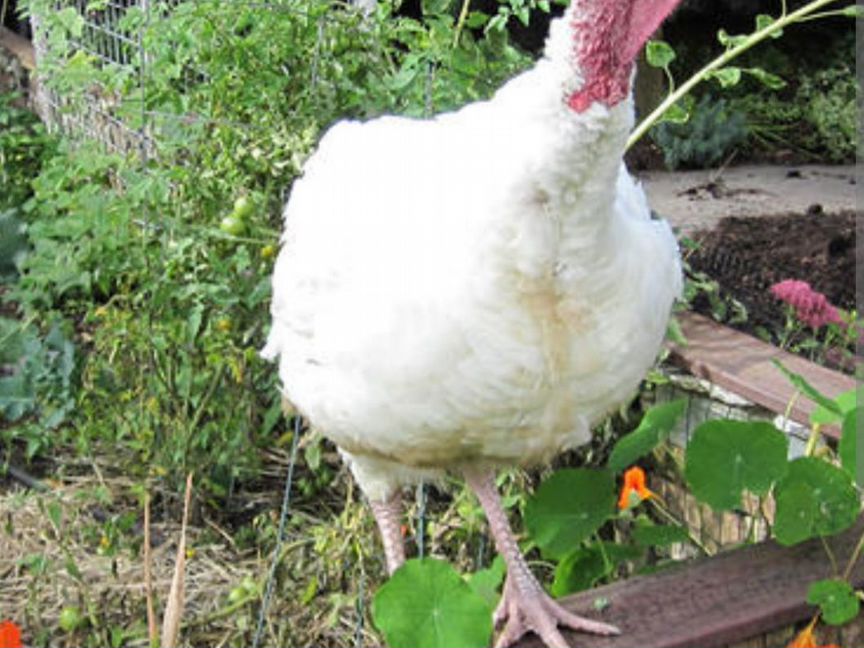 Мясо индейки