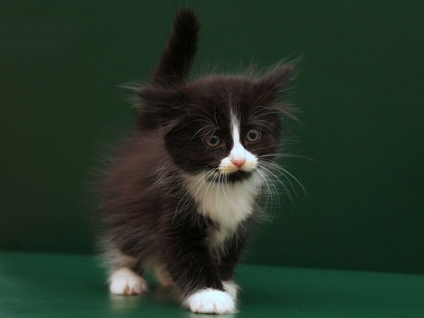 Сибирский котенок Обряда