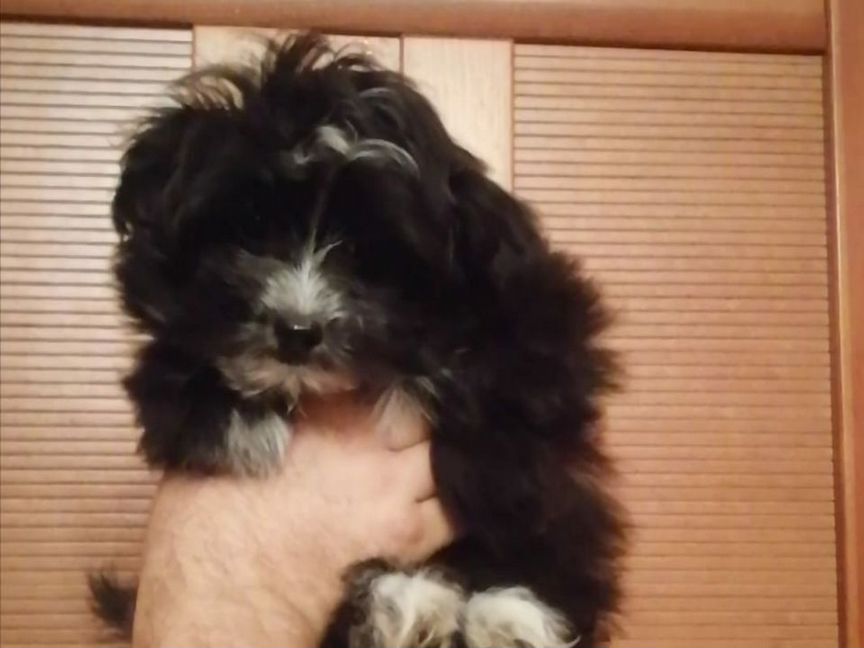 Малышка мальтипушка