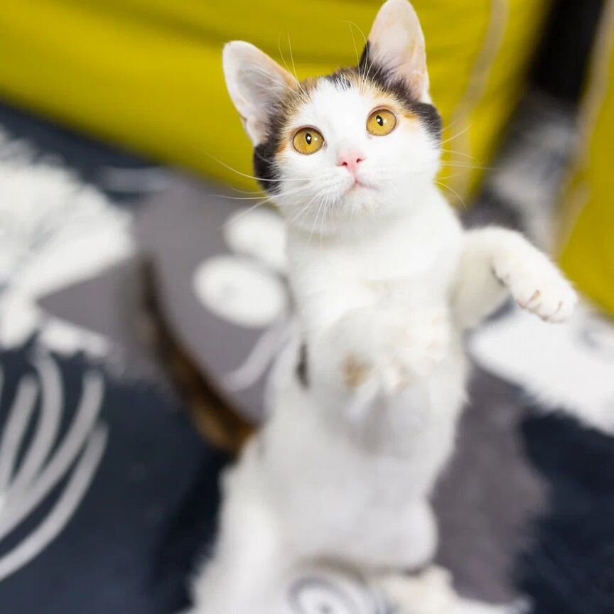 Котенок девочка ищет дом