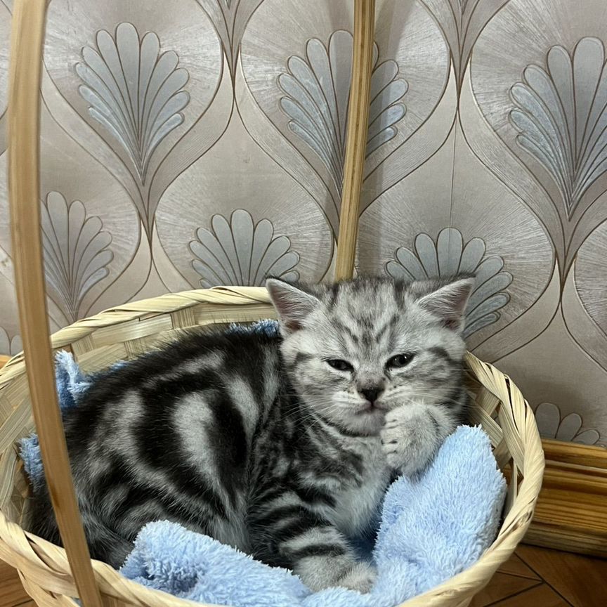 Шотландский котенок