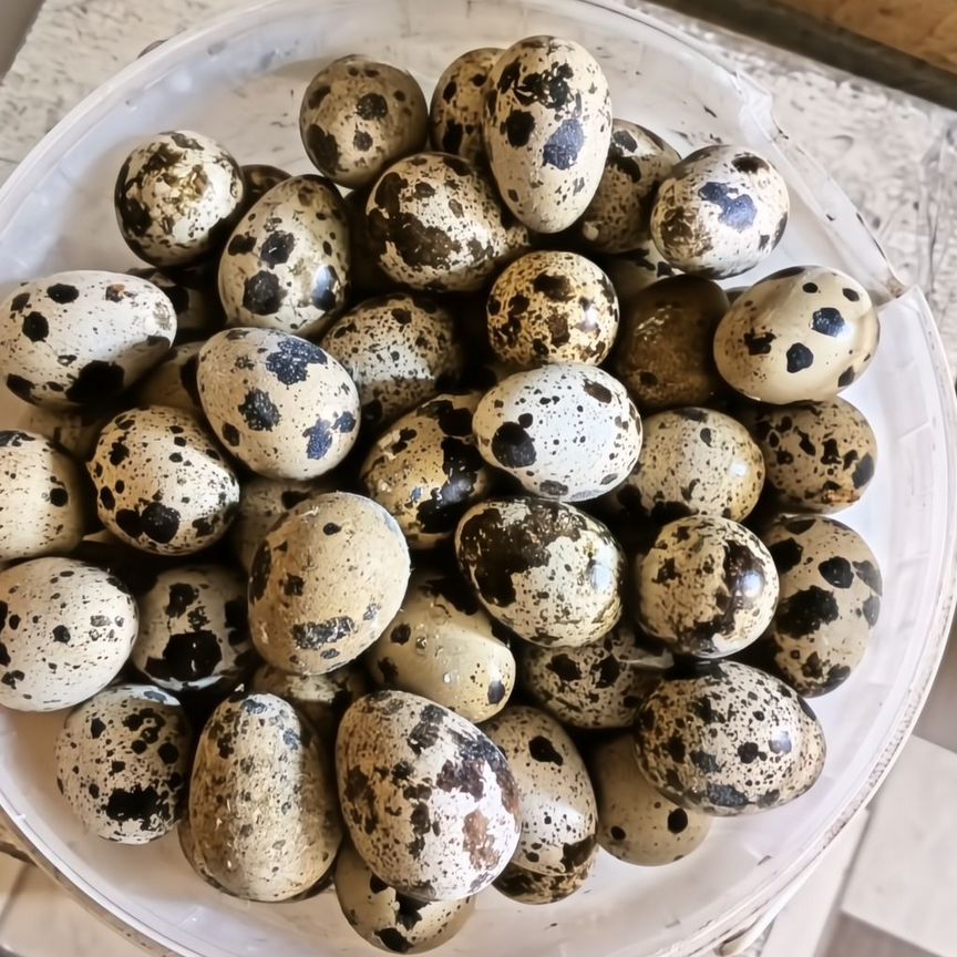 Ия куриц, перепелов