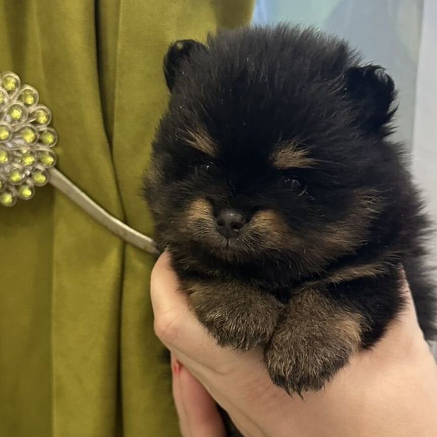 Померанский шпиц, щенок