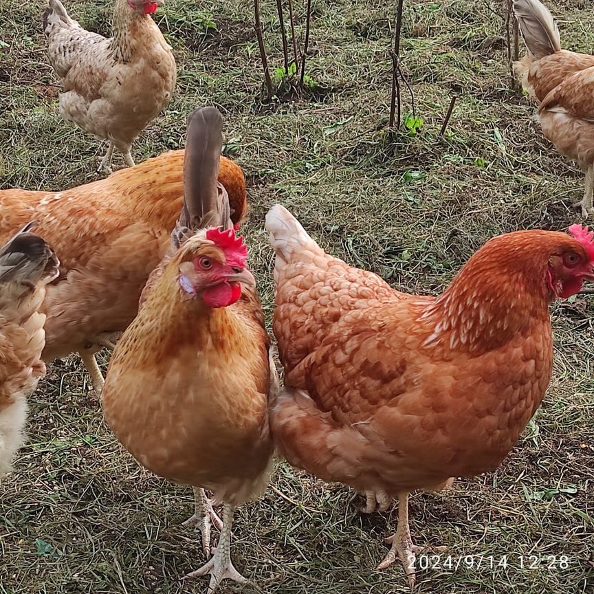 Куры молодки несушки бирюзовые яйца