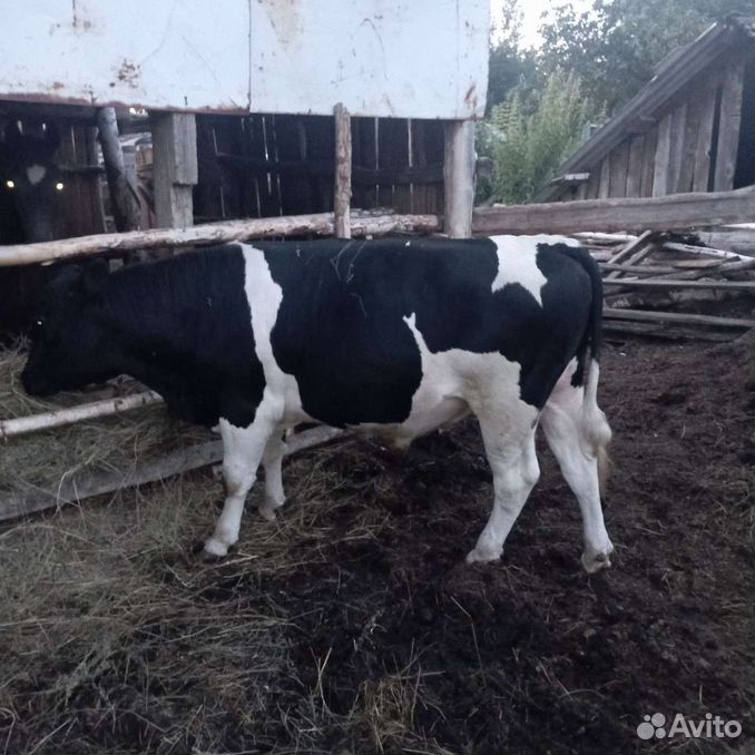 Быки на мясо или на племя Гольштейн с Абердин'ом
