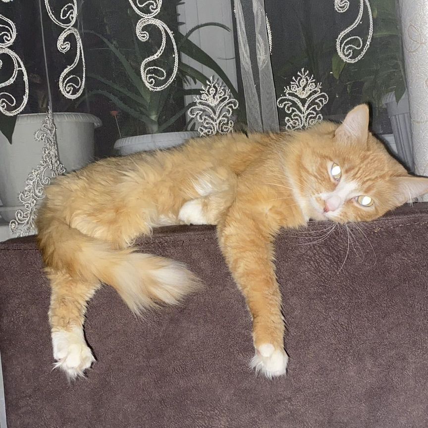 Отдам кота в добрые руки