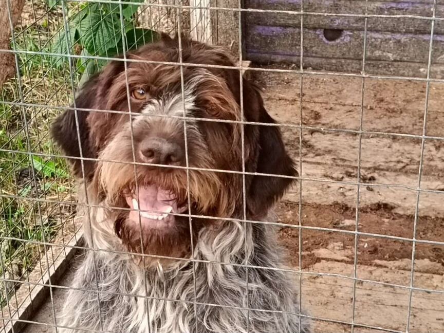 Отдам суку дратхаара в добрые руки